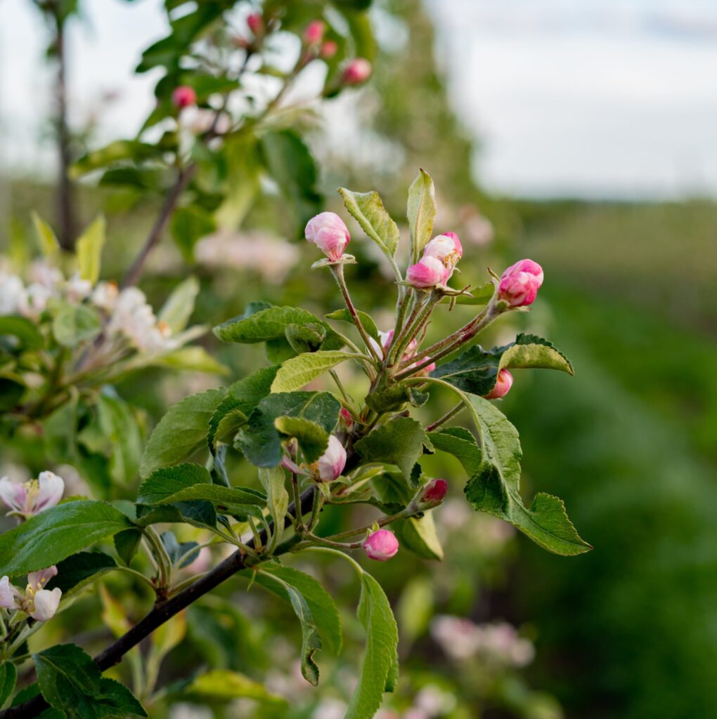 Jak zwiększyć skuteczność zabiegu w ochronie roślin - WETCIT NEO® - Biocont