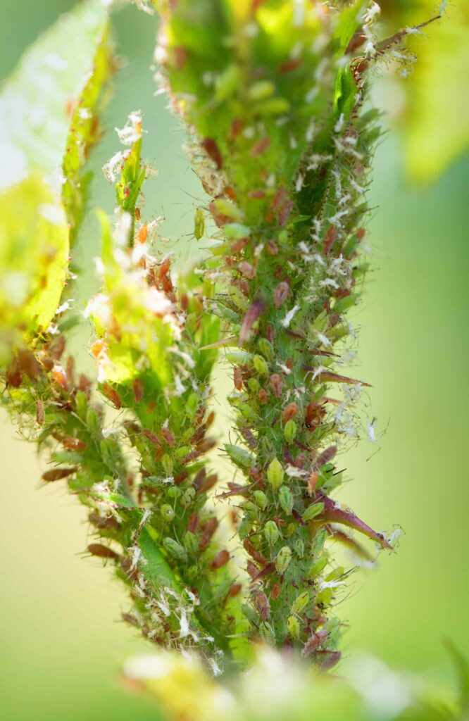 Mszyce na papryce i sałacie – jak biologicznie zwalczać mszyce? - Biocont